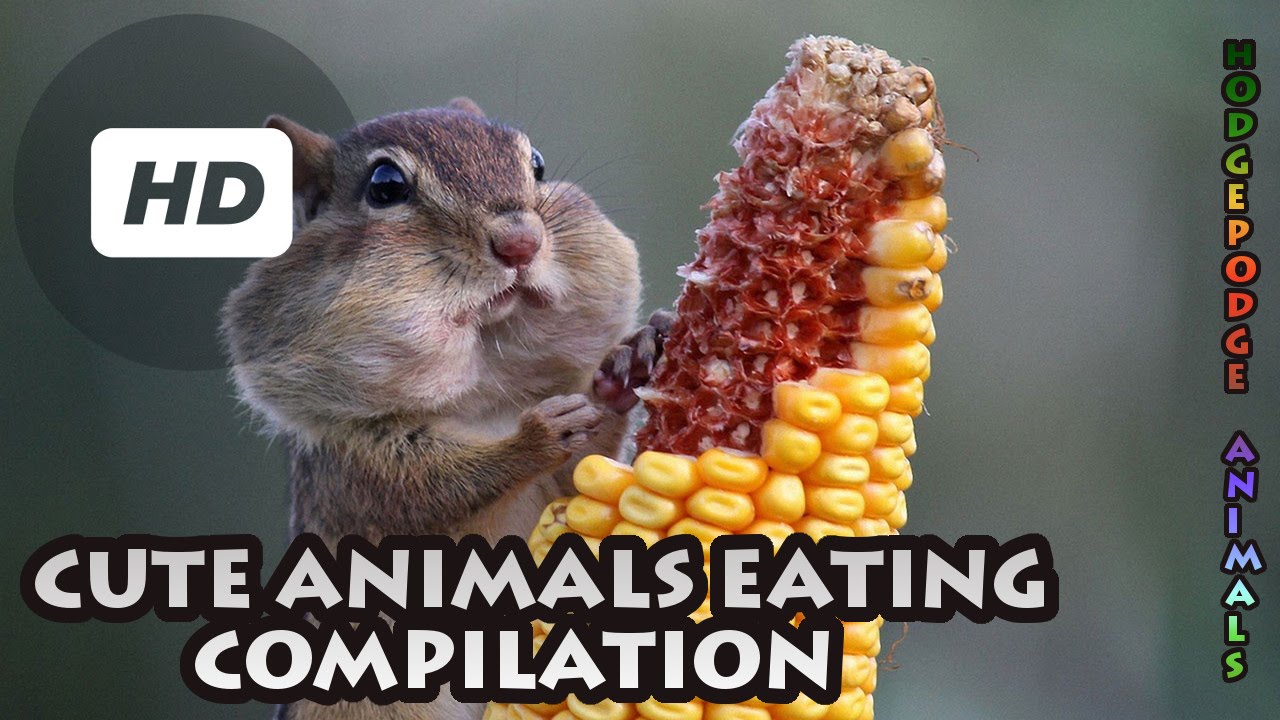 Cute Animals Eating Compilation Youtube
