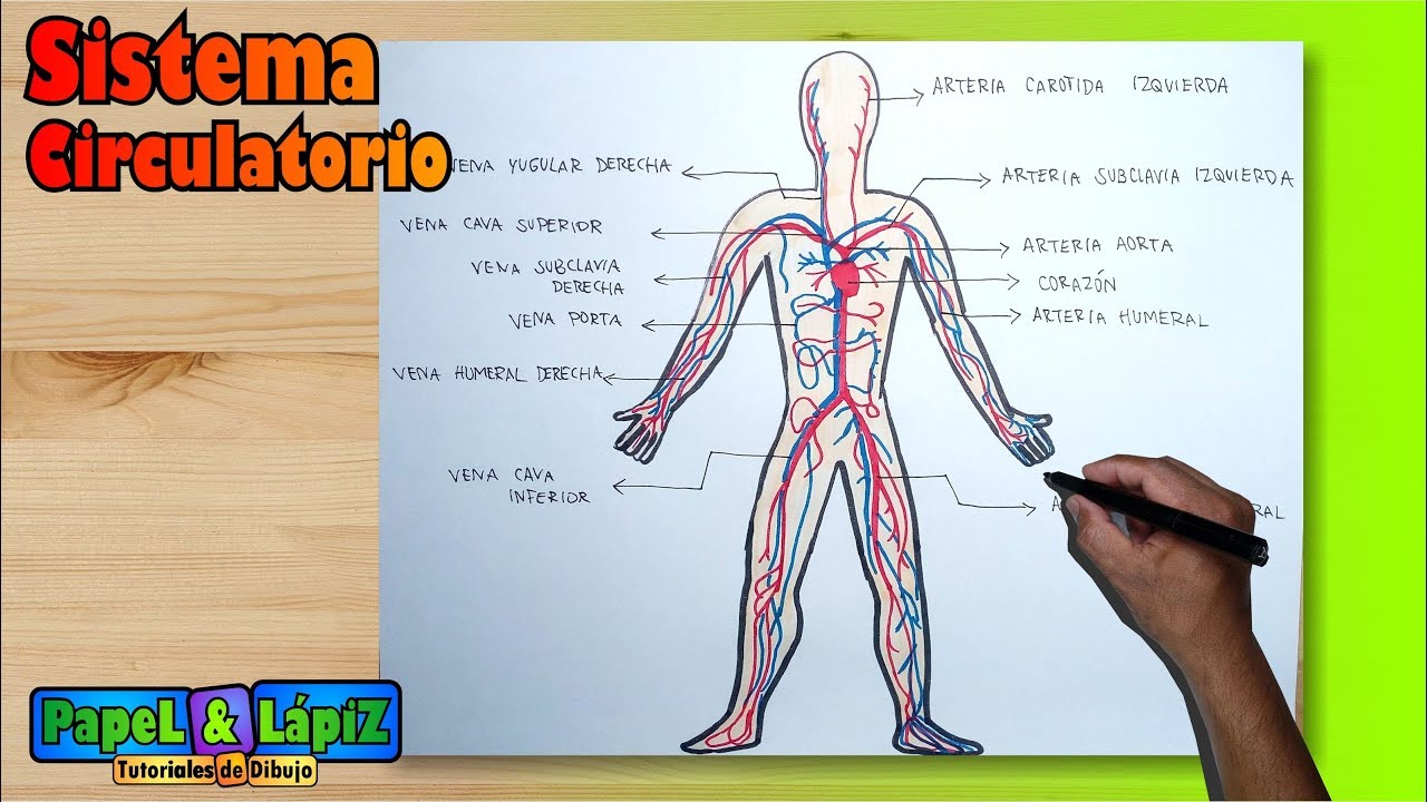El Sistema Circulatorio Esquemas De Su Función Para Niños Og Artland
