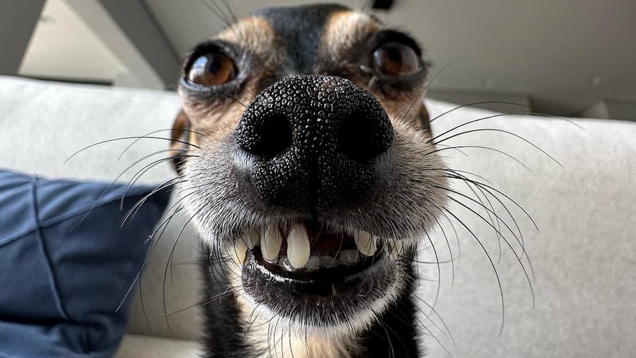 Funny Dog Photos