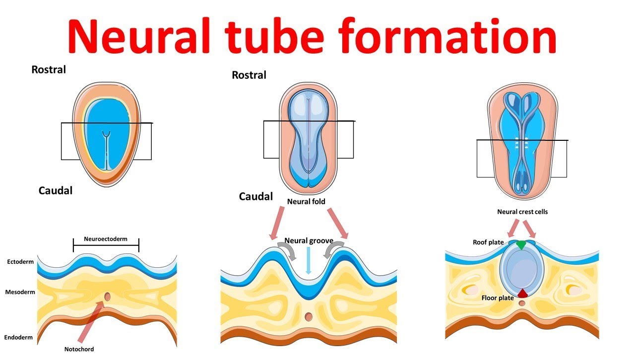 Neural Cranial Nerve Development Embryology