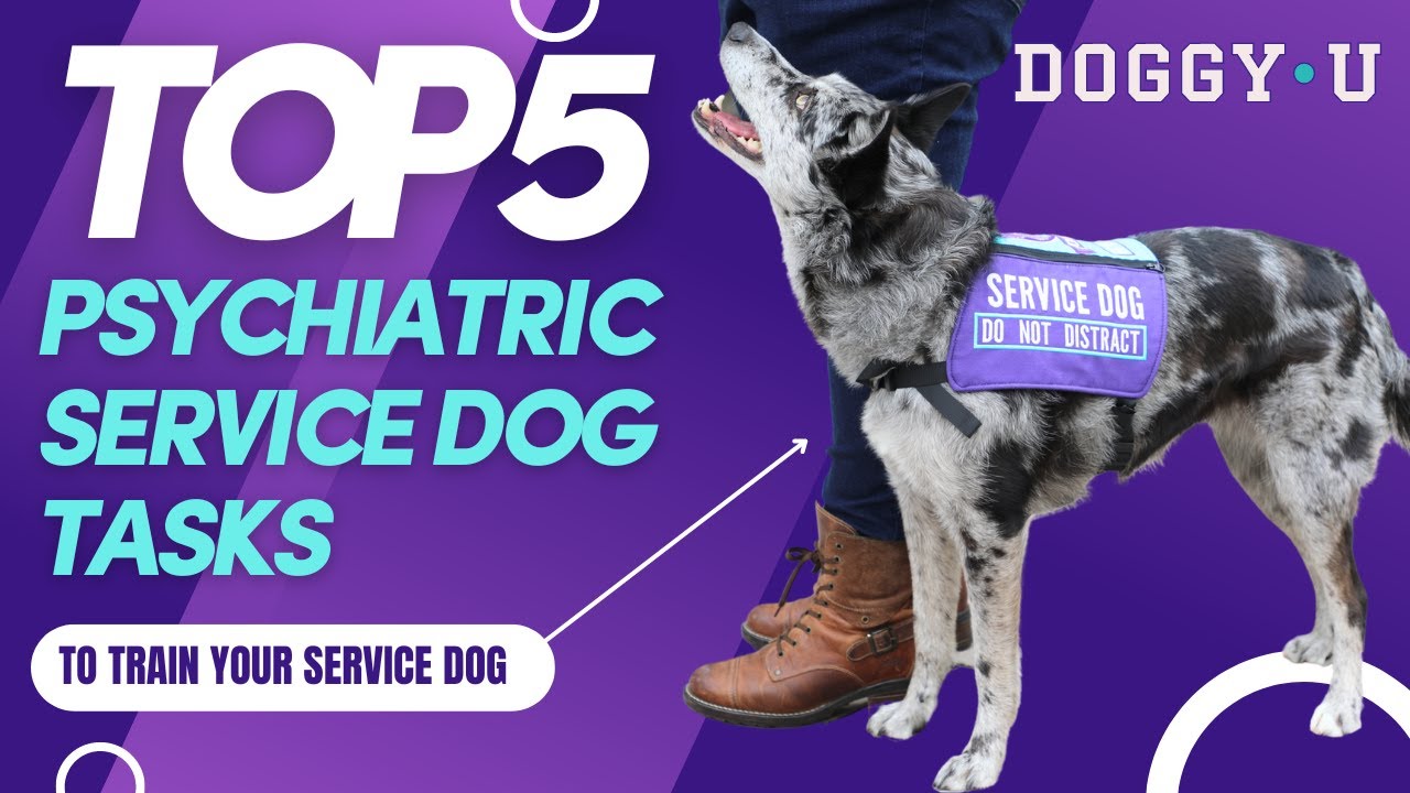 Top 5 Psychiatric Service Dog Tasks