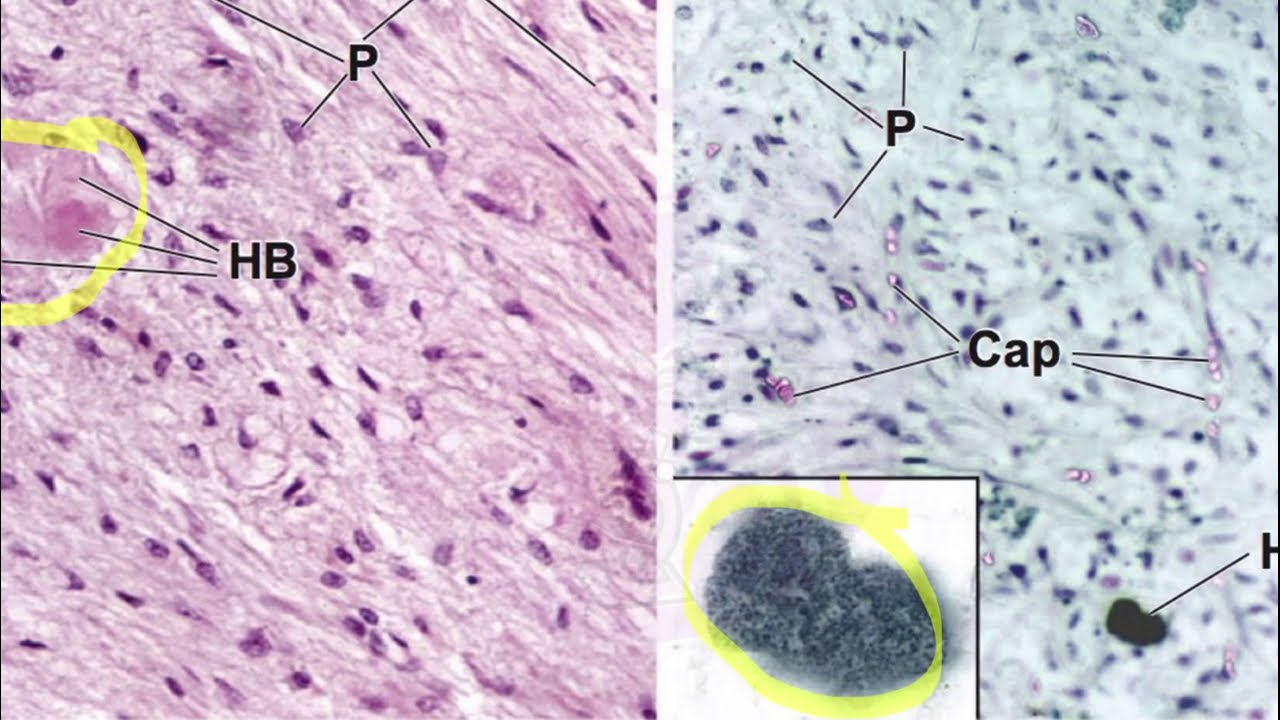 Histología Del Sistema Endocrino Neurohipófisis Oxitocina Y