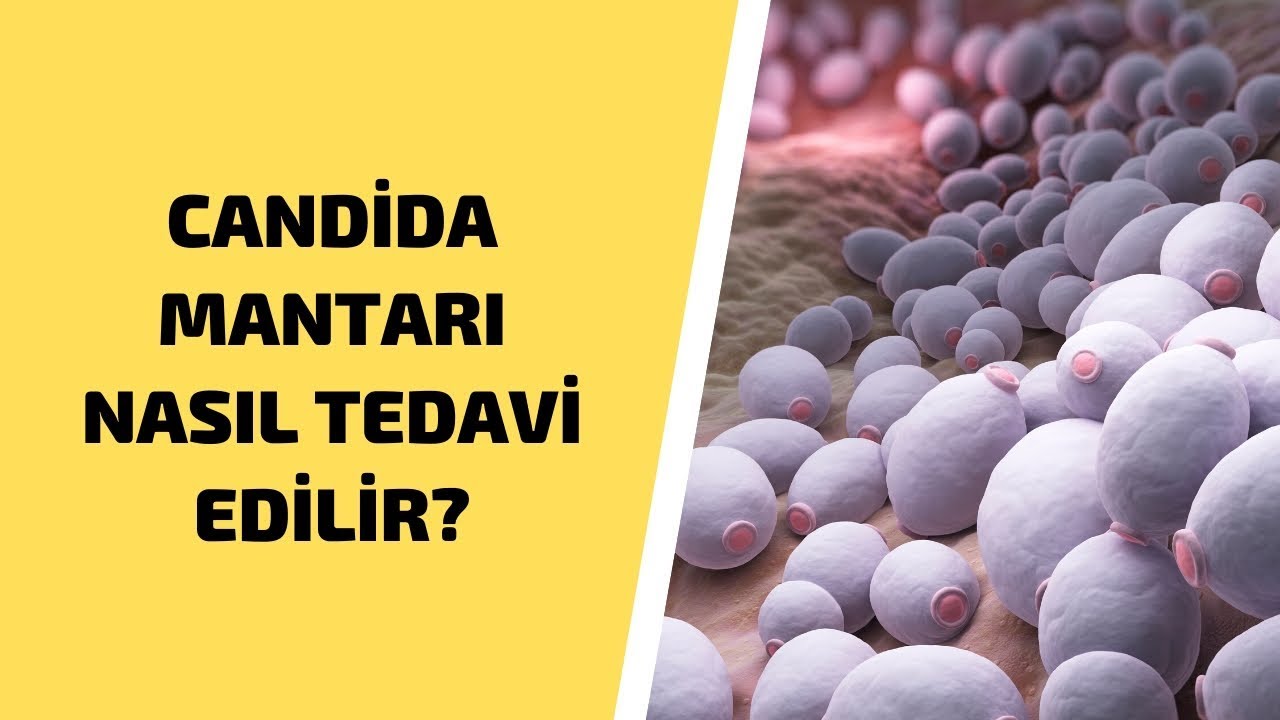 Candida Mantarı Nasıl Tedavi Edilir Candida Nasıl Geçer Candida