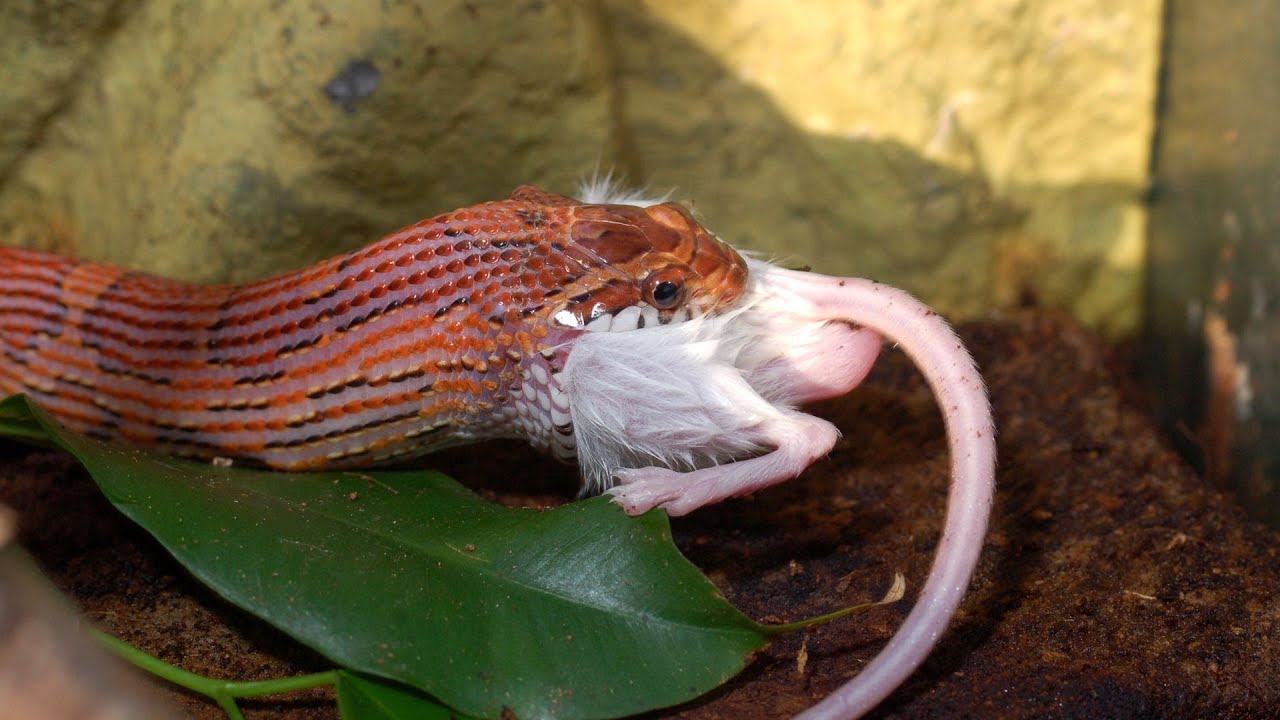 Baby Corn Snakes Eat