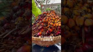 Mesin Penggiling Kelapa Sawit Menjadi Minyak Goreng Shortsfeed ...