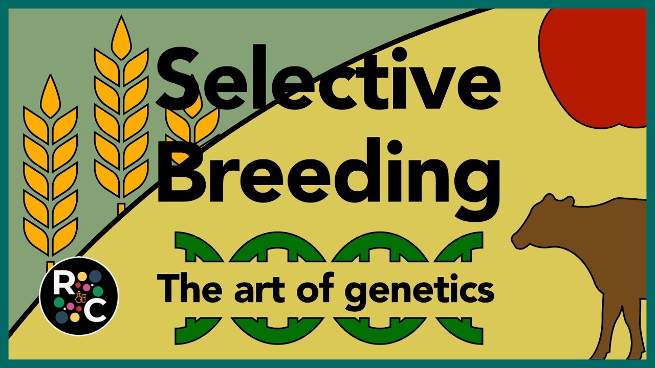Selective Breeding Gcse Biology Youtube