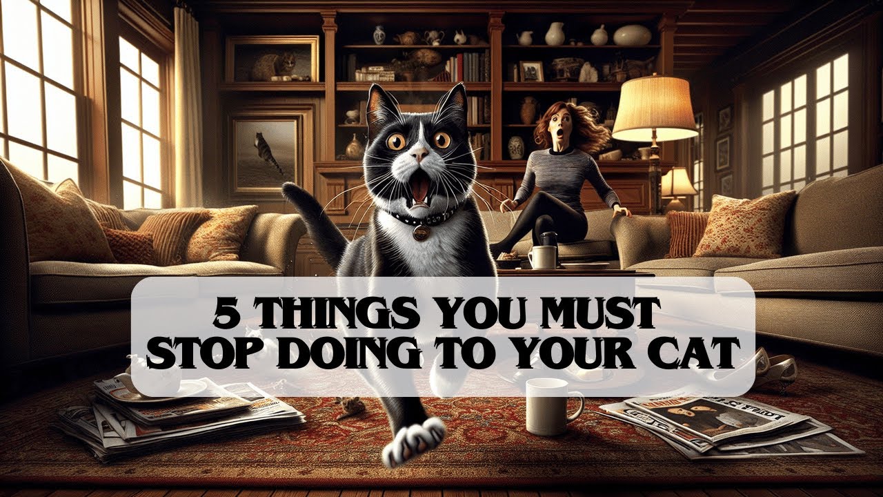 5 Things You Must Stop Doing To Your Cat Youtube
