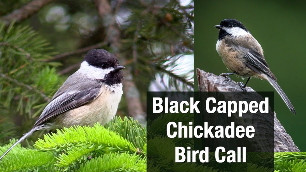 Black Capped Chickadee Bird Call Youtube