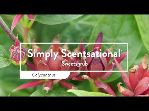 30 Seconds With Simply Scentsational Youtube
