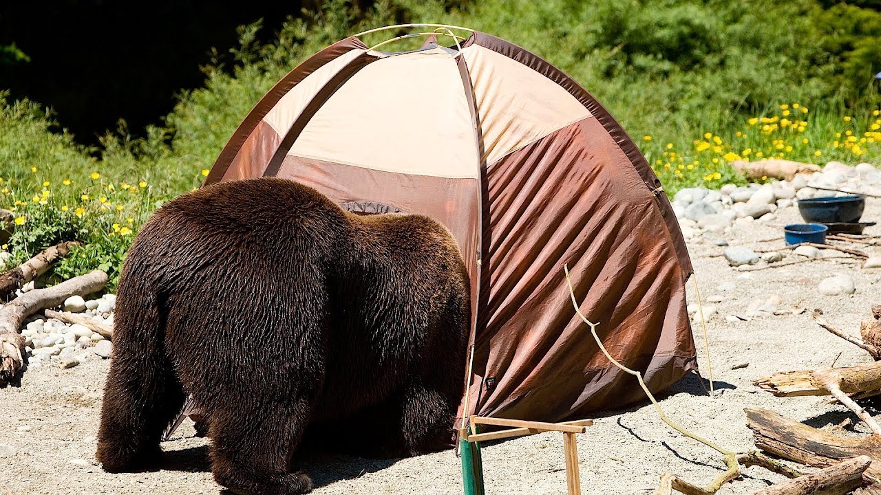 How To Protect Yourself From Bears Camping Youtube