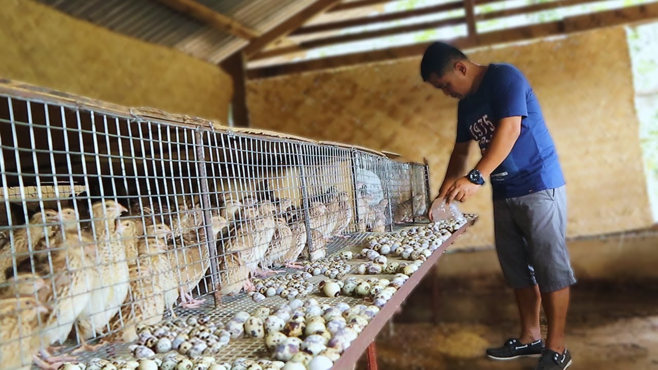 Quail Farms In Ohio At Eula Seay Blog