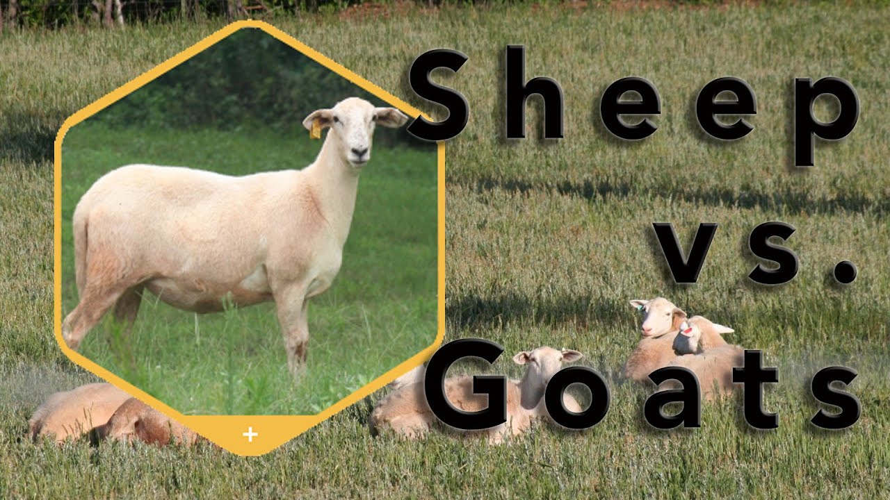 Homesteading Considerations Sheep Or Goats Youtube