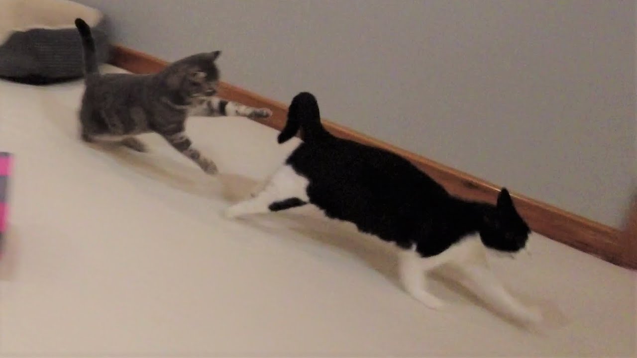Cat Wiggles Butt Before Pouncing Zoomies Youtube