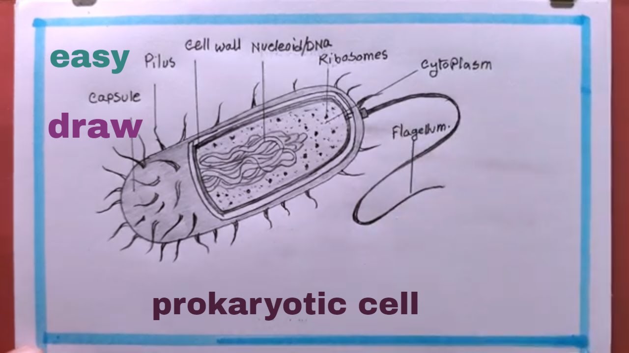 How To Draw Prokaryotic Cell Step By Step Bacterial Cell Drawing Youtube