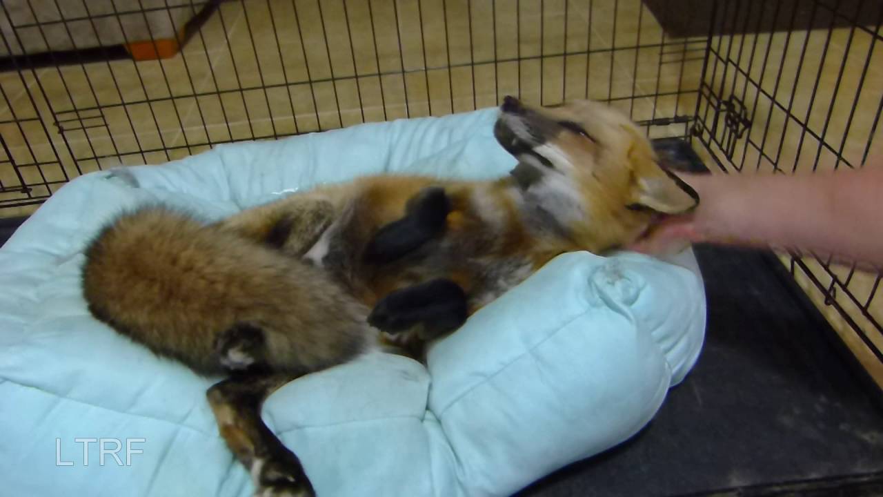 Getting Home To My Fox Youtube