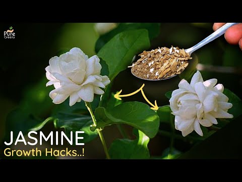 How To Take Care Of A Jasmine Plant Outdoors