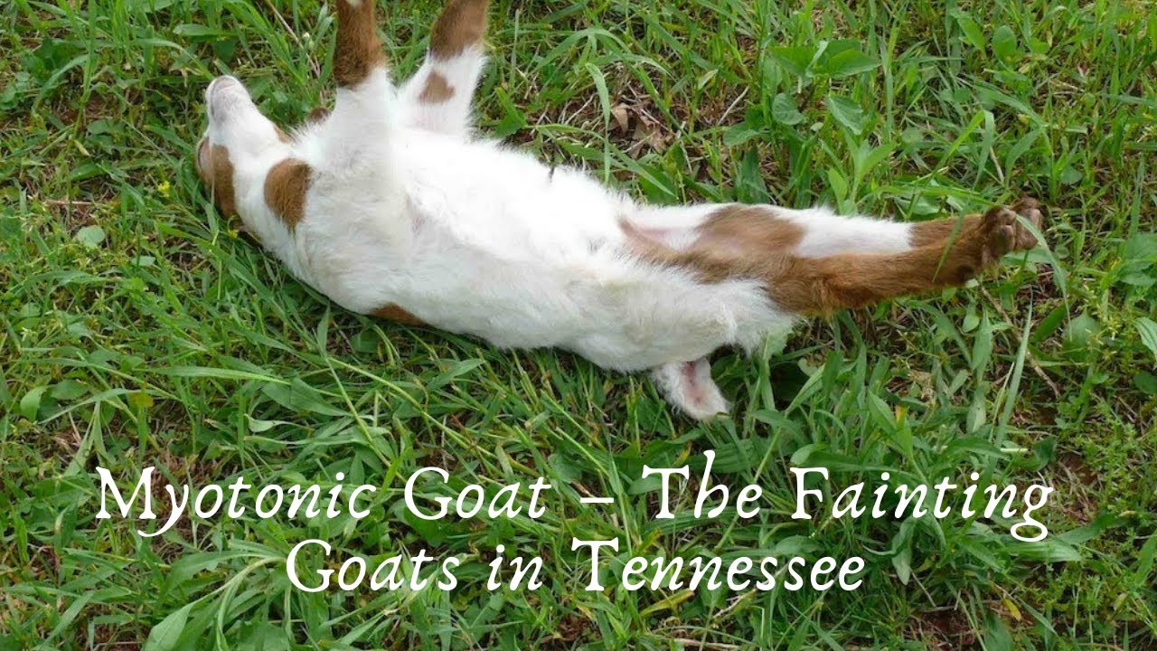 Myotonic Goat The Fainting Goats In Tennessee Youtube