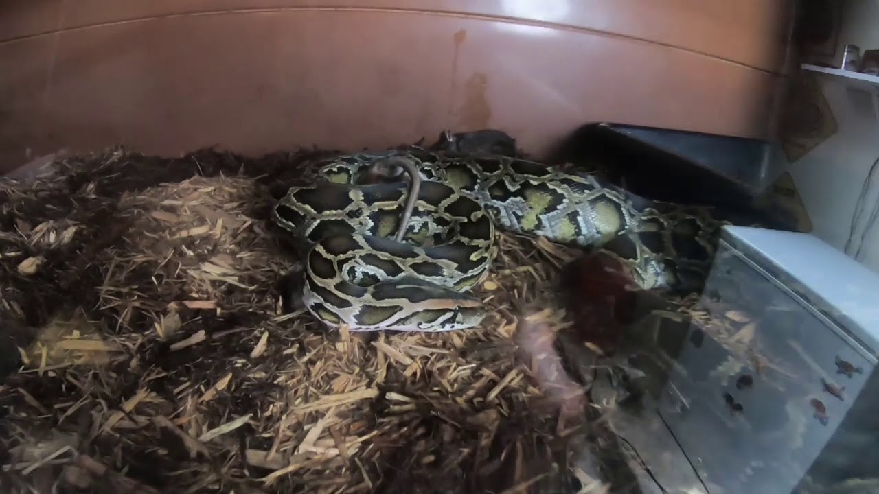 Burmese Python Youtube