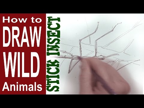 How To Draw A Stick Insect Intermediate Spoken Tutorial Youtube