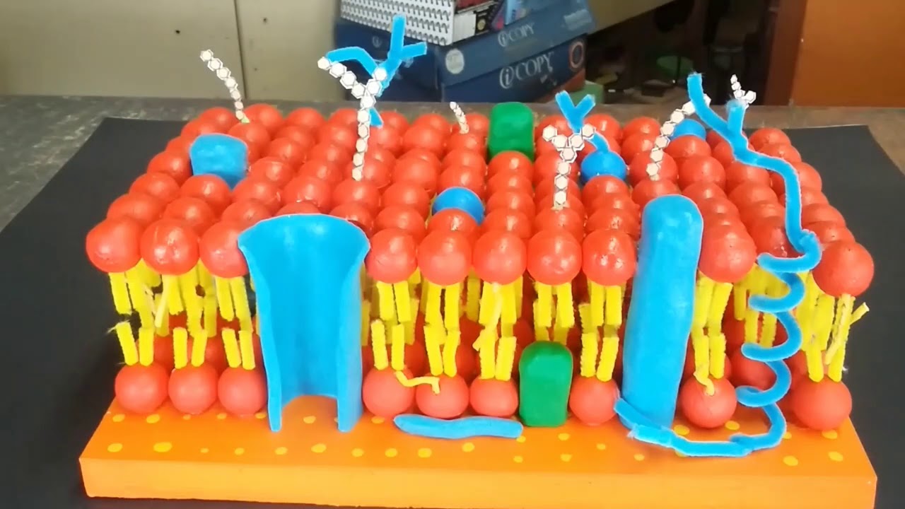 Maquete De Membrana Plasmatica Braincp