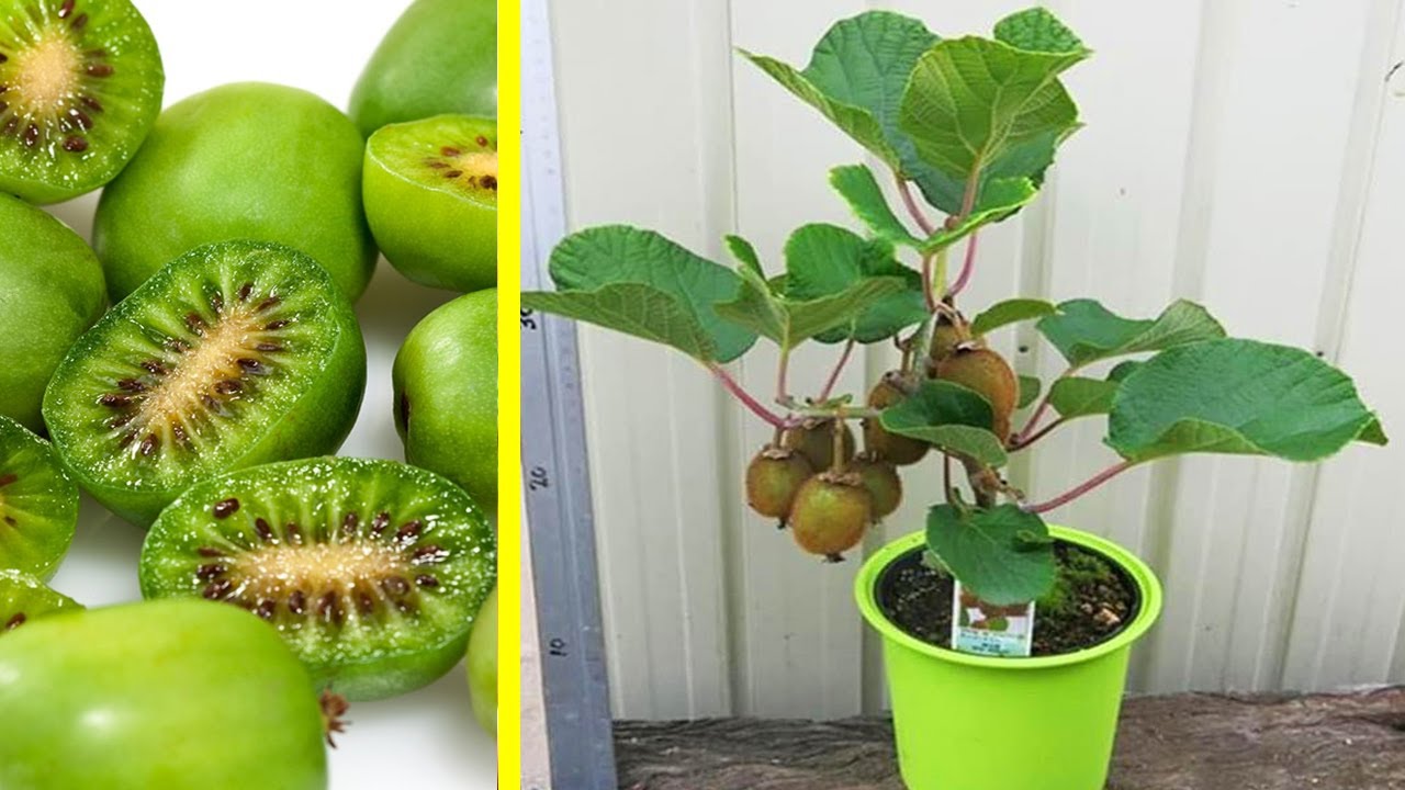 4 Cara Menanam Kiwi Di Pot Youtube