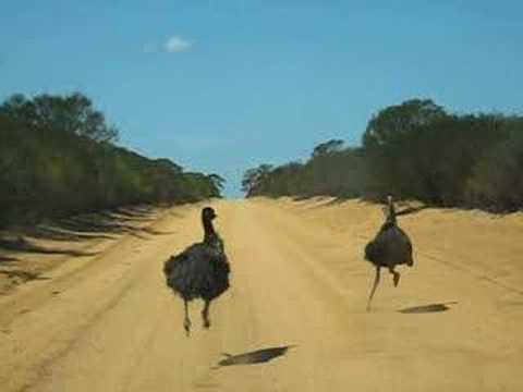 Emu Running Youtube