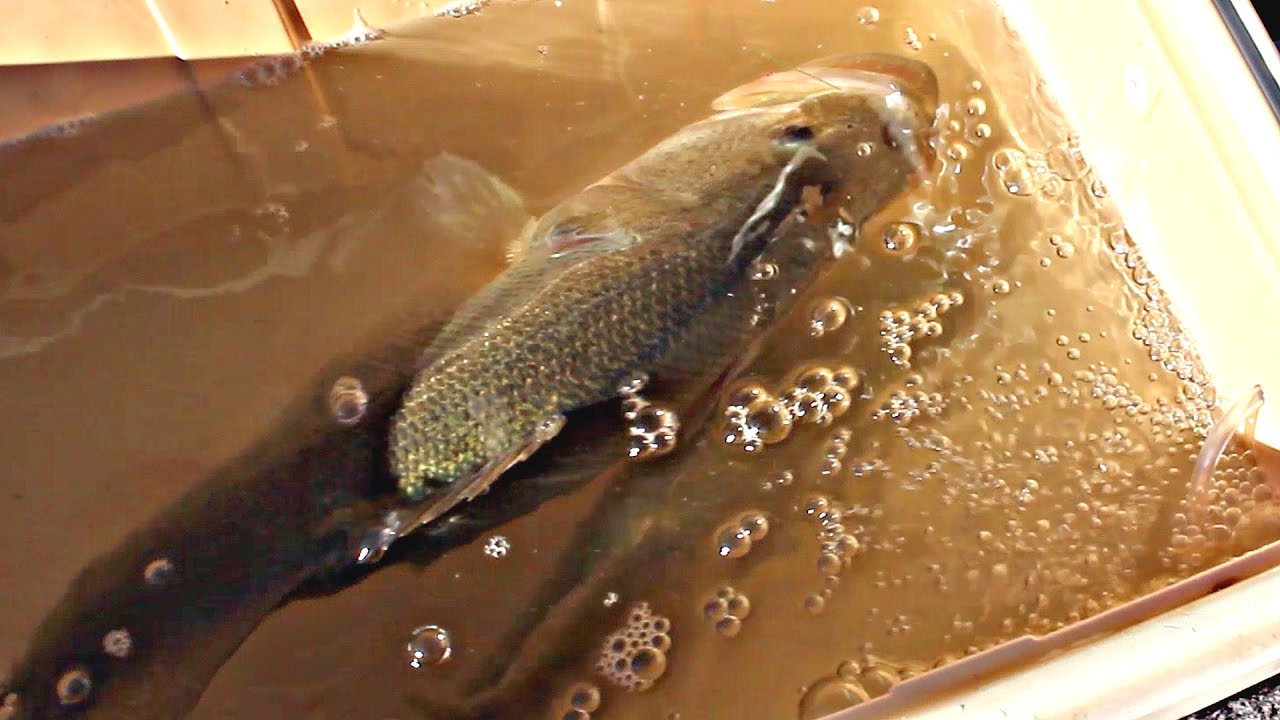 Homemade Livewell Youtube