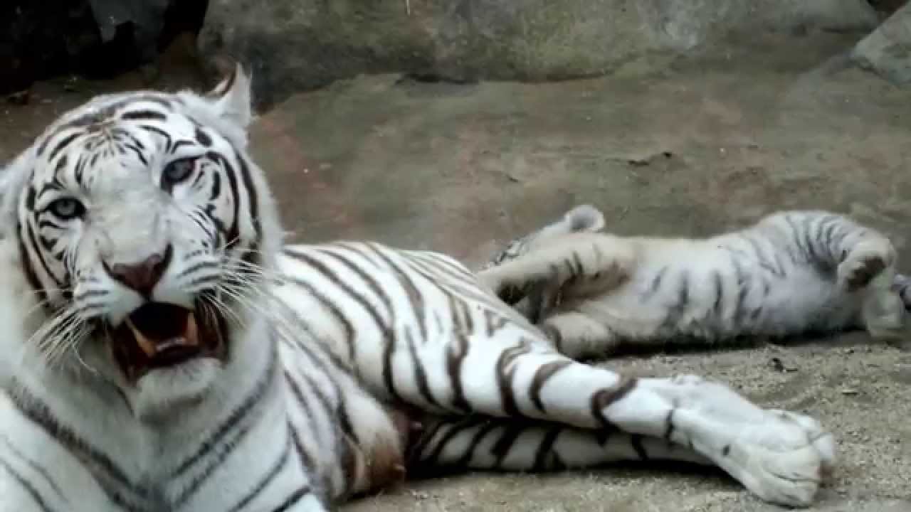 Too Cute Baby White Tiger Age Three Months Playing With The Mom S