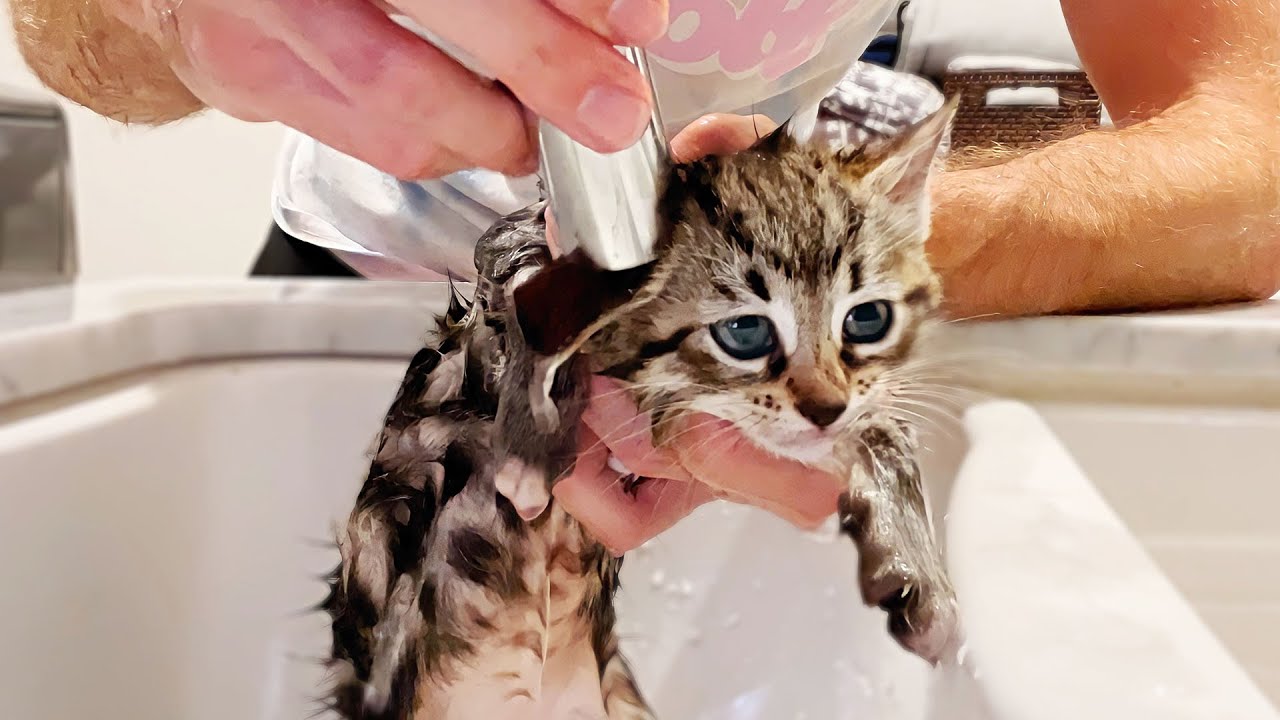 Foster Kittens Get Emergency First Bath Youtube