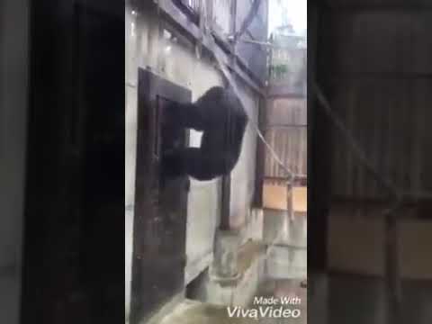 Affe Rastet Ausёяшвёяшв Youtube