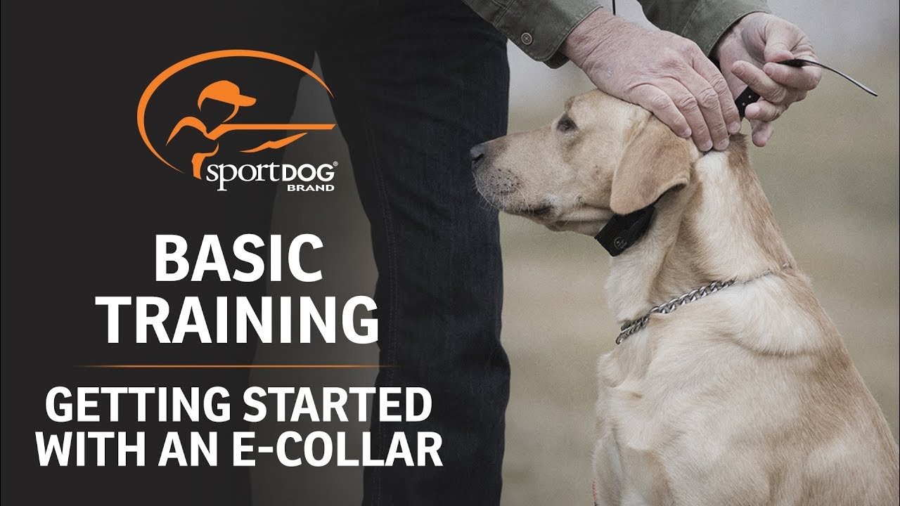 Basic Training Getting Started With An E Collar Youtube