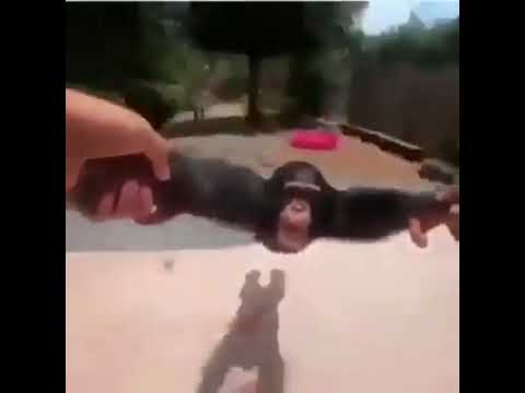 Monkey Spin Youtube