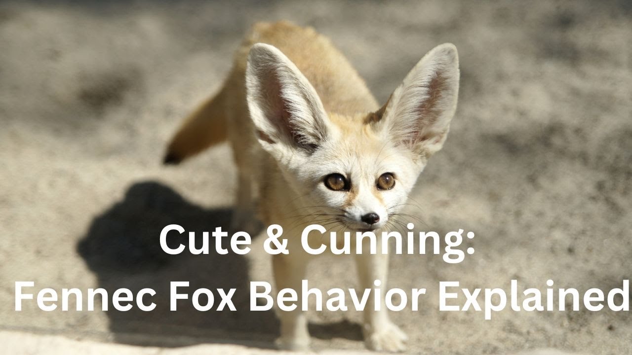 Cute Cunning Fennec Fox Behavior Explained Youtube