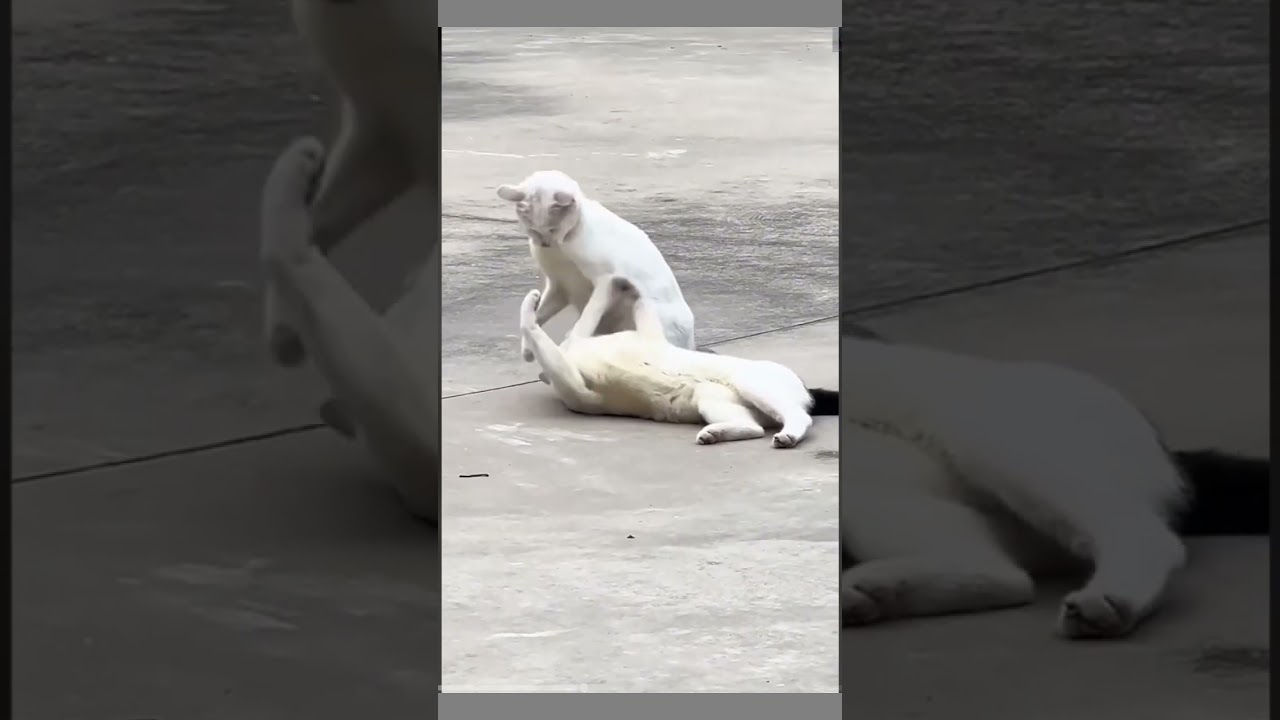 What A Caring Cat Viral Cat Housepetscare