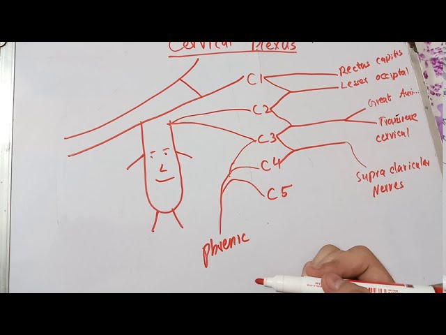 Cervical Plexus Schematic Diagram