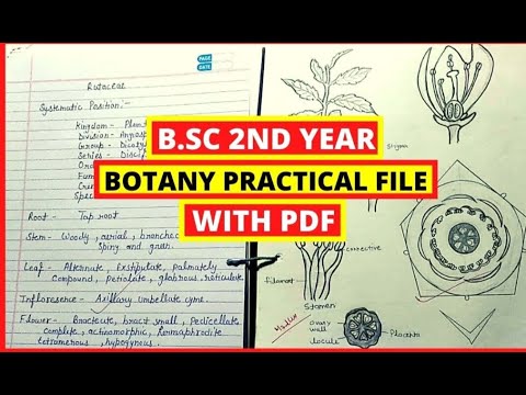 Bsc 2 Year Botany Practical File Youtube