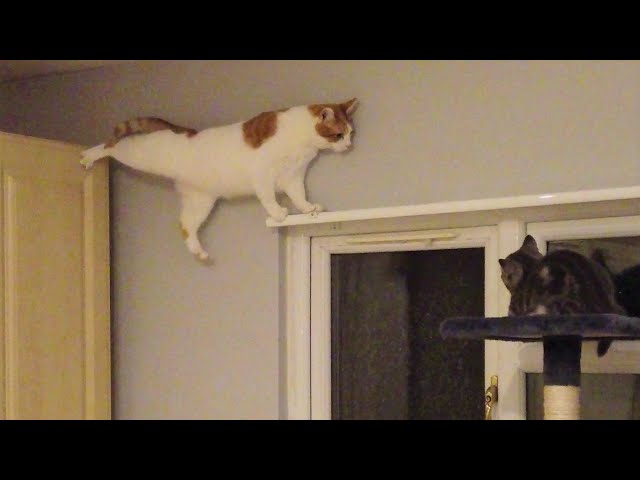 Epic Fail Cat Buaigh