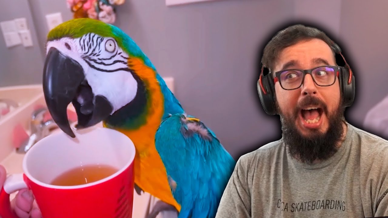 Si Te Ries Pierdes Unusual Memes Youtube