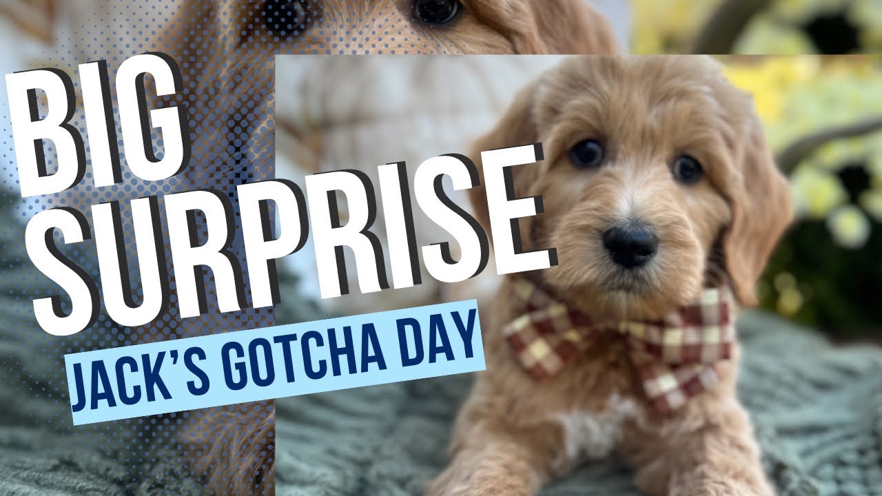 Goldendoodle Puppy Meets His New Family Big Surprise Youtube