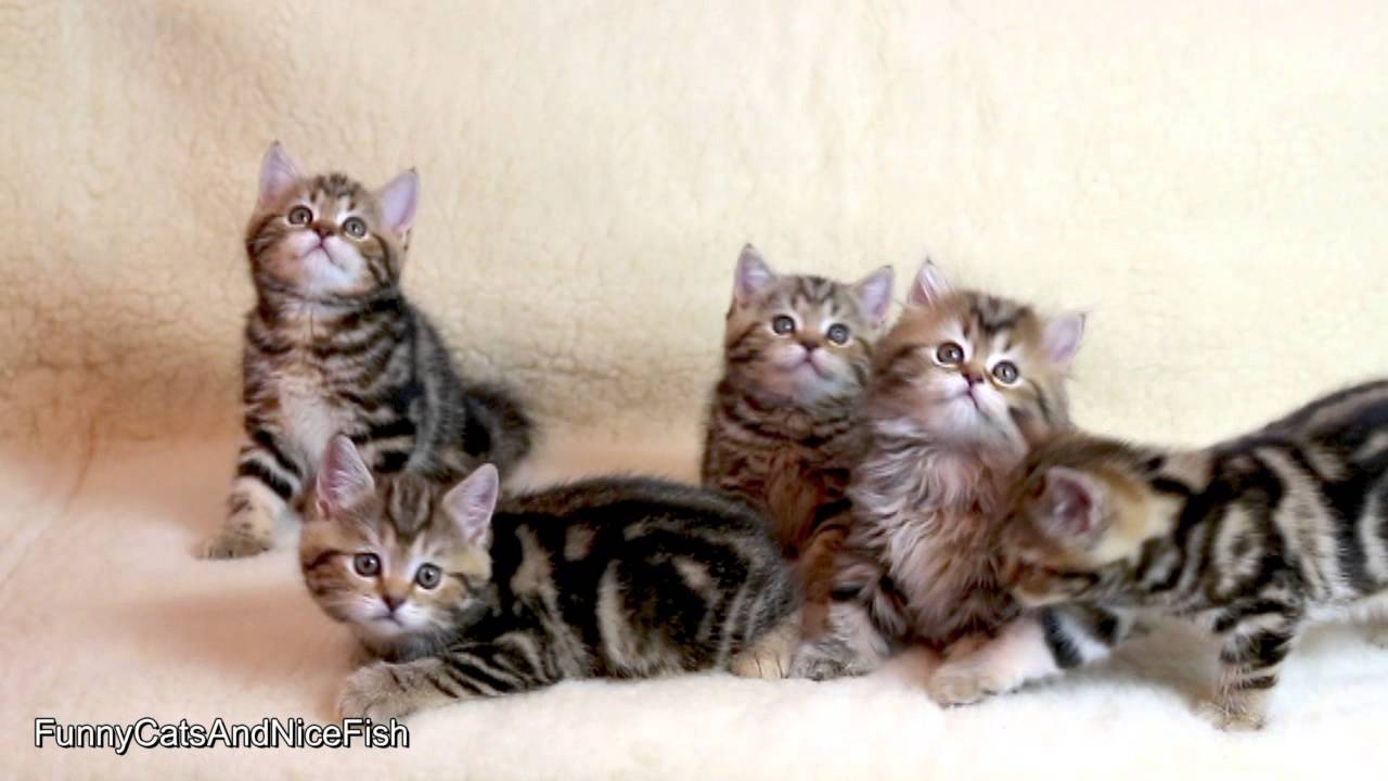 Singing Cat And Cute Dancing Kittens Youtube