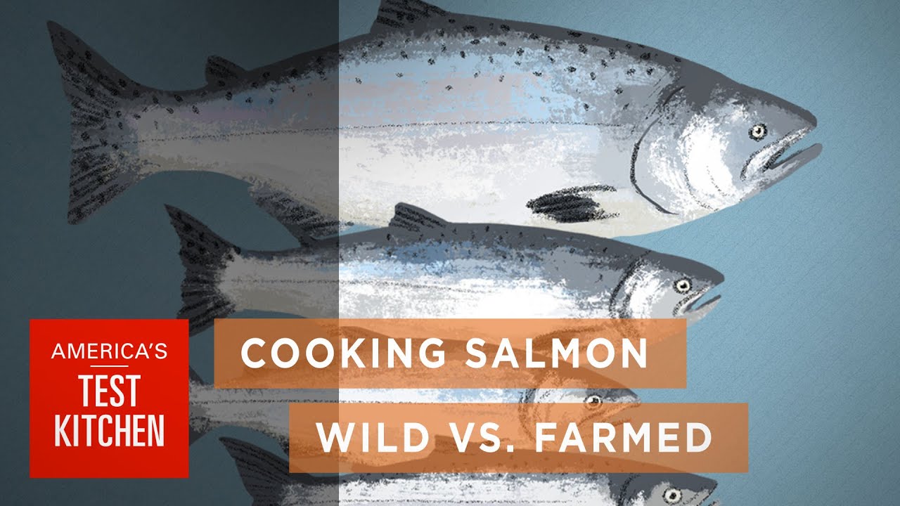 Science How Wild Salmon Differs From Farmed Salmon And How To Cook