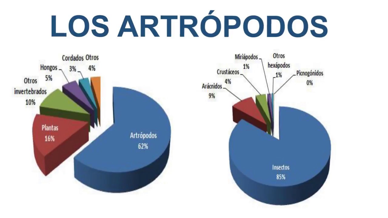 Invertebrados Artrópodos 1eso Youtube