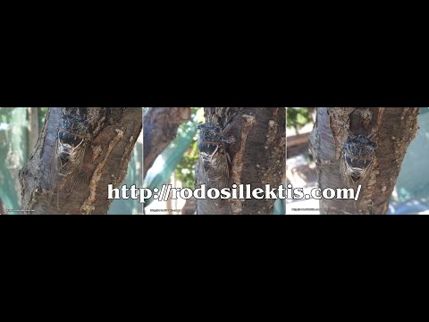 ΤΟ ΠΕΡΙΒΟΛΑΚΙ: ΚΟΝΤΑ ΣΤΟ ΤΖΑΚΙ (ΓΛΩΣΣΑ Α΄ΔΗΜΟΤΙΚΟΥ)