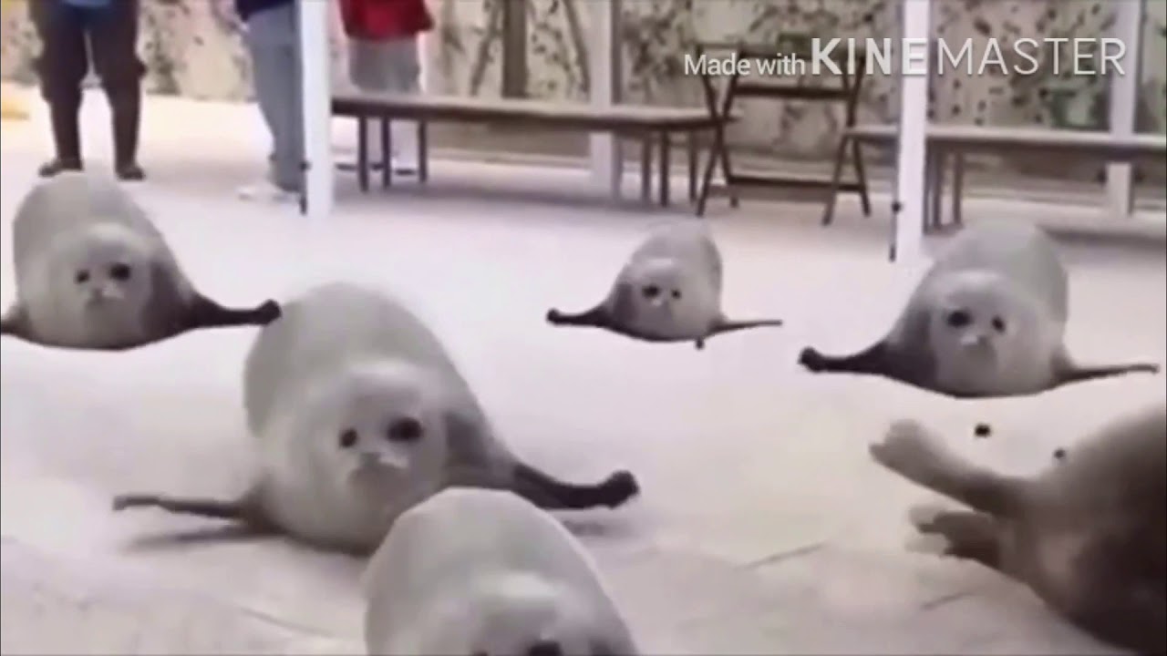 Bouncing Seals Ultimate Gif At Kristopher Chambers Blog