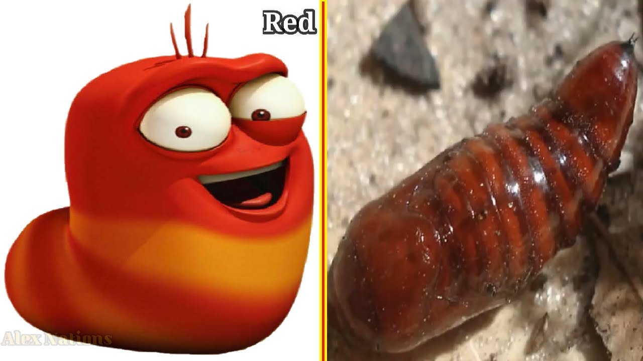 Cocoa Larva In Real Life At Harrison Leschen Blog