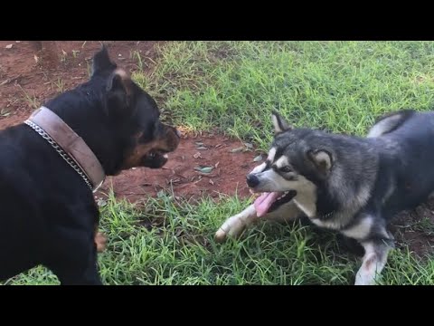Malamute Attacks A Rottweiler Youtube