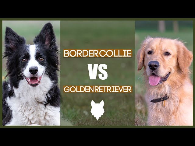 Paw Some Pals Unleash The Bond Of Border Collies And Golden Retrievers