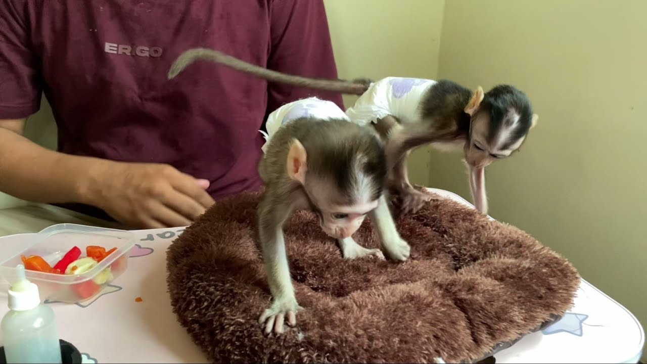 Baby Monkey Cute Palying In Home Youtube