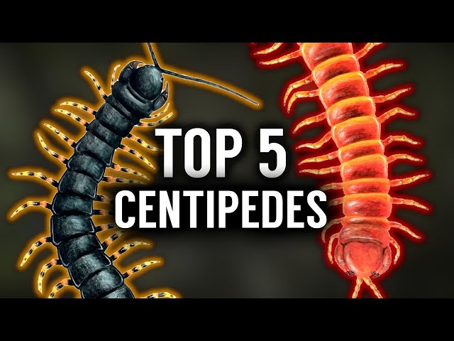 Longest Centipede In The World Killer Centipede World S Deadliest