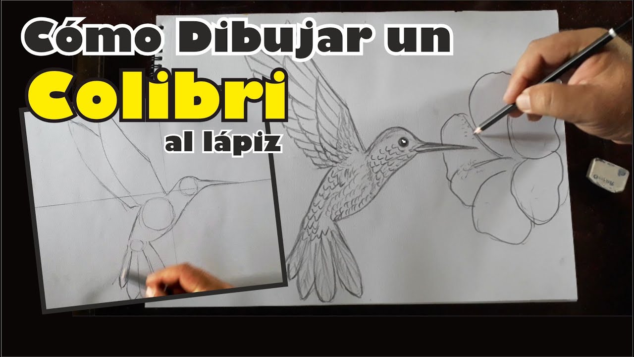 Como Dibujar Un Colibrí Al Lapiz Dibujocolibri Youtube